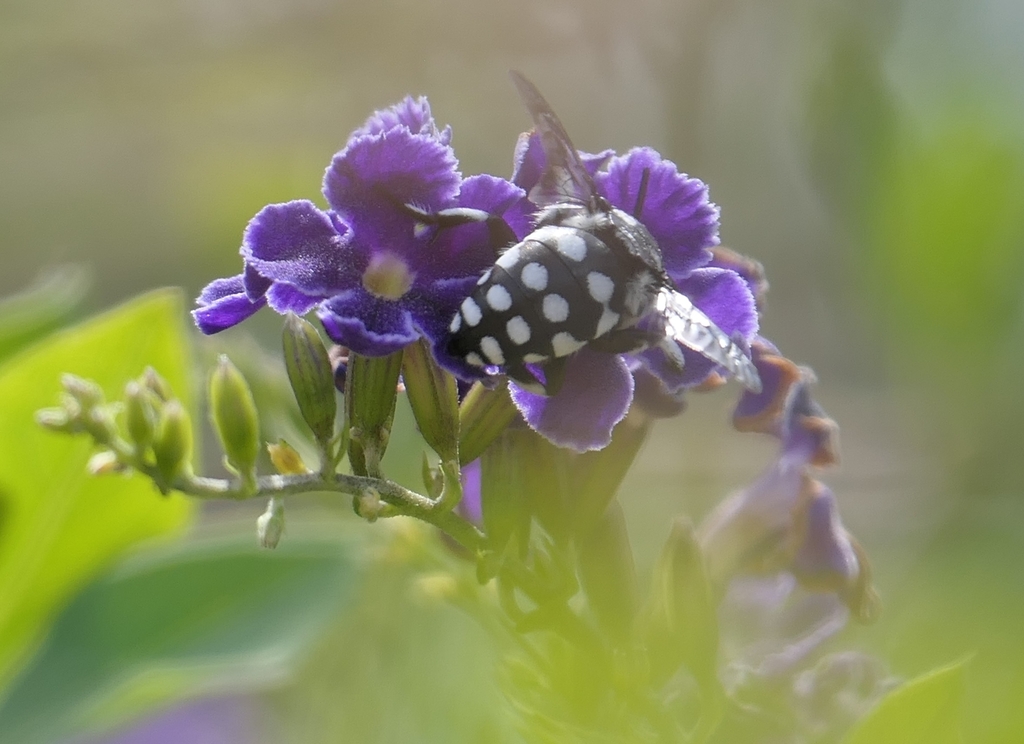Waroon Cloak-and-dagger Bee in December 2021 by Jordan M · iNaturalist
