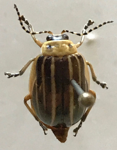 Oides bimaculicollis · iNaturalist