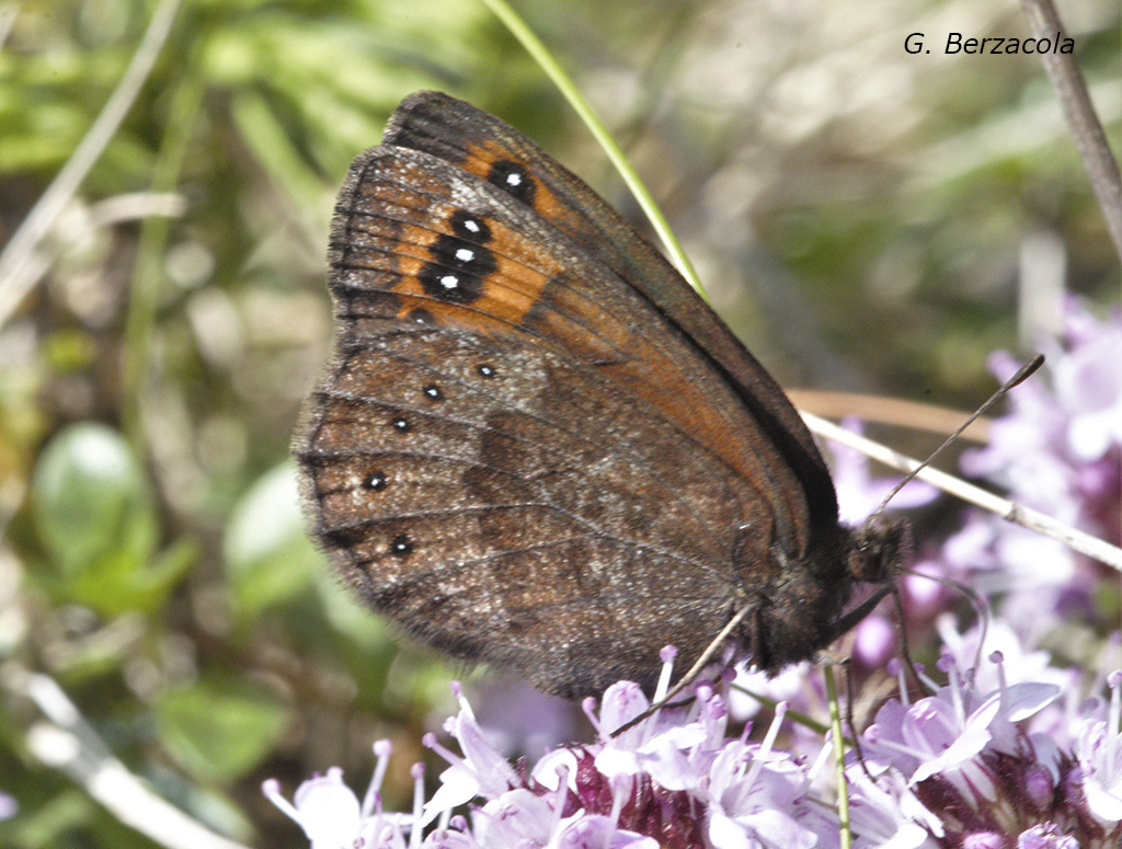 de Prunner's Ringlet from Provincia di Verona, Italia on June 29, 2016 ...
