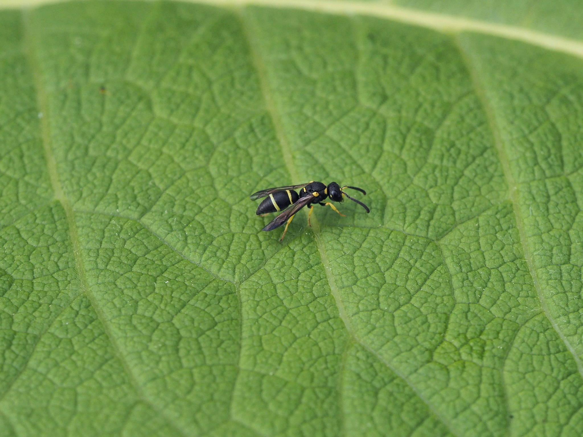 Stenodynerus bluethgeni Vecht, 1971