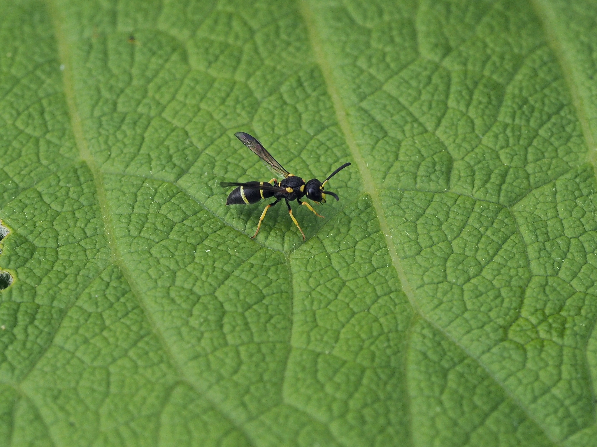 Stenodynerus bluethgeni Vecht, 1971