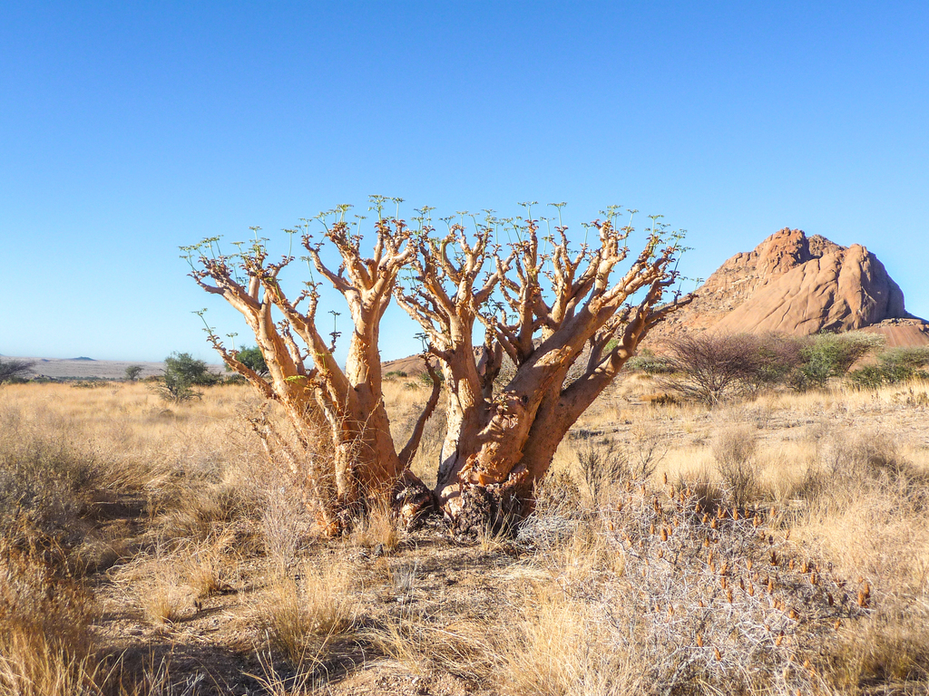 Cobas Tree from Erongo, Namibië on November 9, 2010 at 06:21 AM by Paul ...