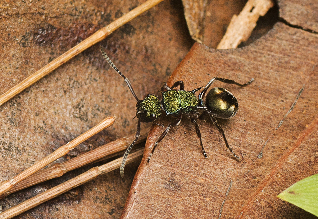 Polyrhachis hookeri from Ogg Rd, Murrumba Downs QLD 4503, Australia on ...