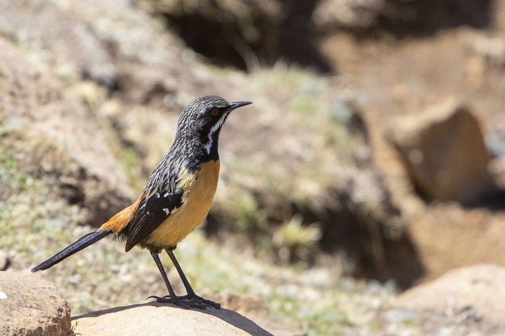 Drakensberg Rockjumper from Mkhomazi Wilderness area, South Africa on ...