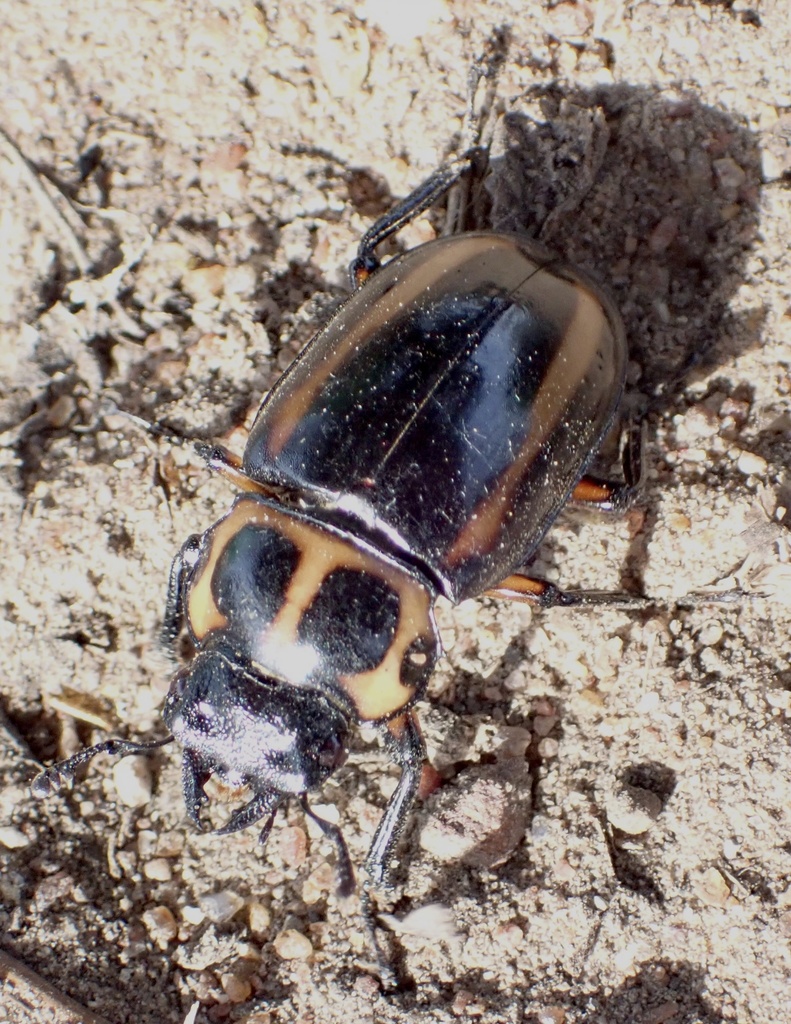 Homoderus mellyi from Volta, GH on December 8, 2021 at 03:15 PM by Jean ...