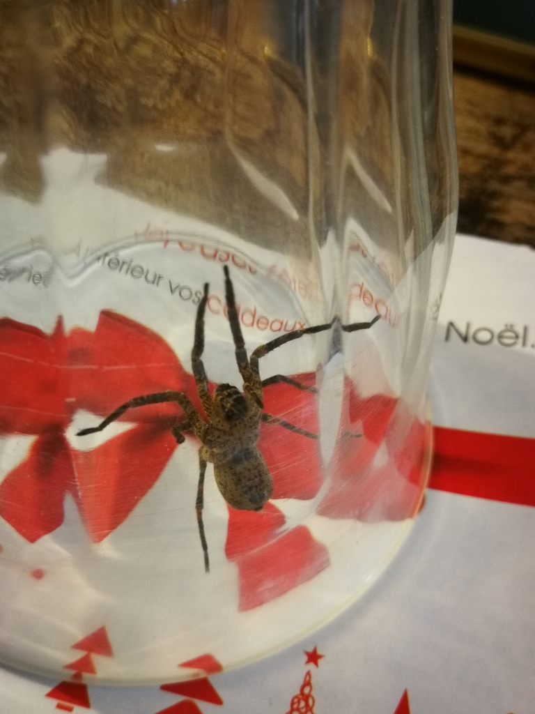 RTA Clade on December 26, 2021 at 05:53 PM by kameleon123 · iNaturalist