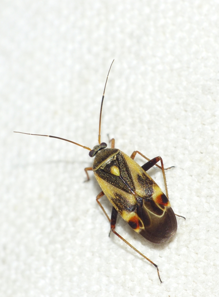 Polymerus (SBBG Lompoc SWP Floral Visitor Guide ) · iNaturalist