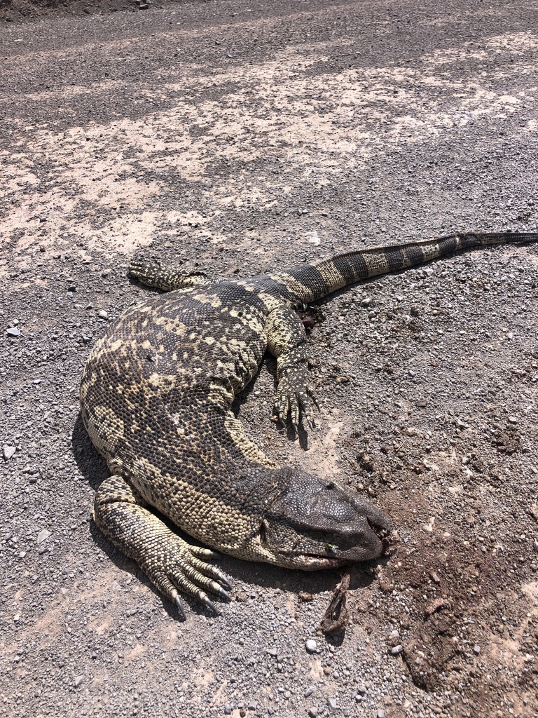 White-throated monitor from Central Karoo, ZA-WC, ZA on November 25 ...