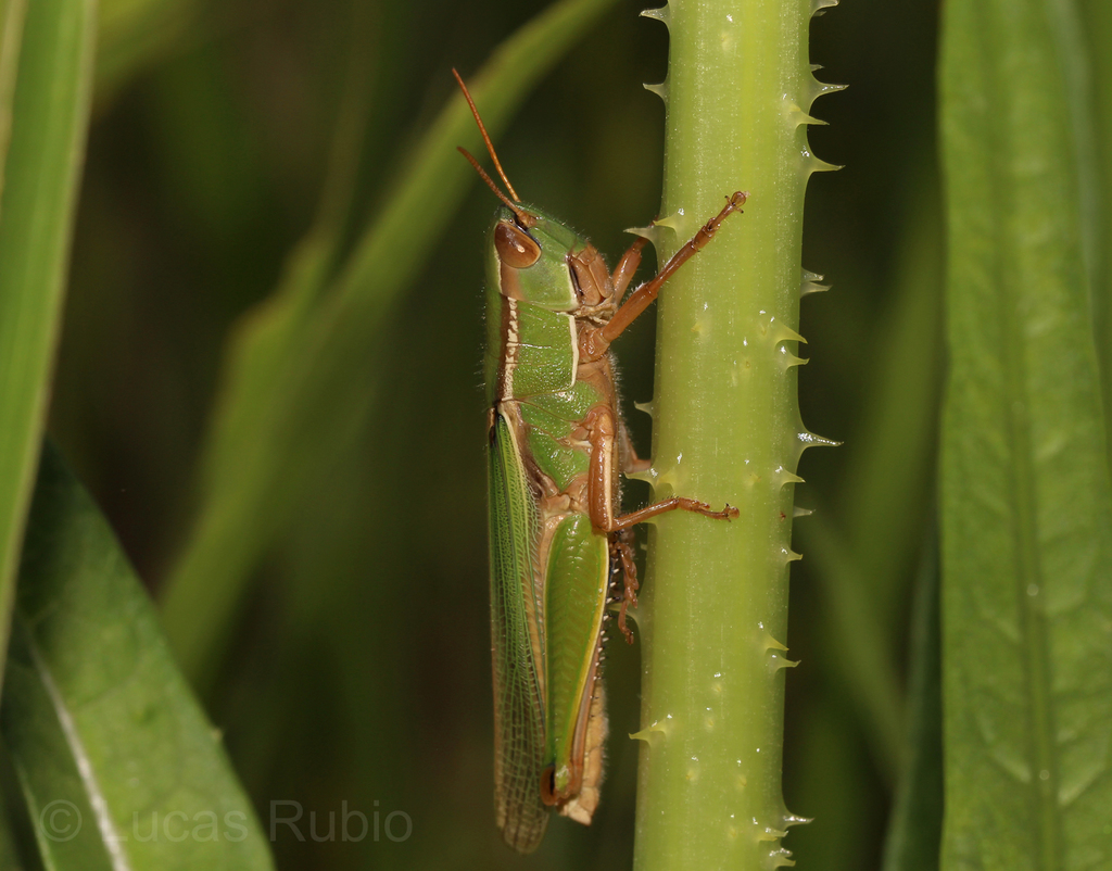 Aleuas lineatus from Colón, Entre Ríos, Argentina on December 18, 2021 ...
