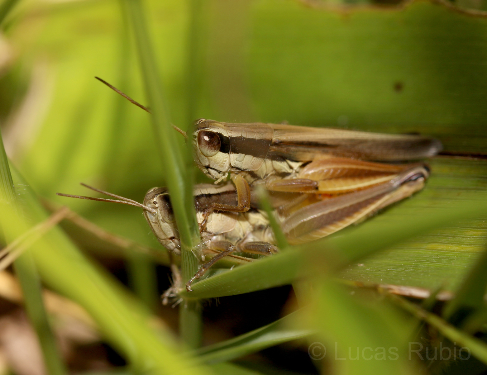 Scotussa lemniscata (Stål, 1861)