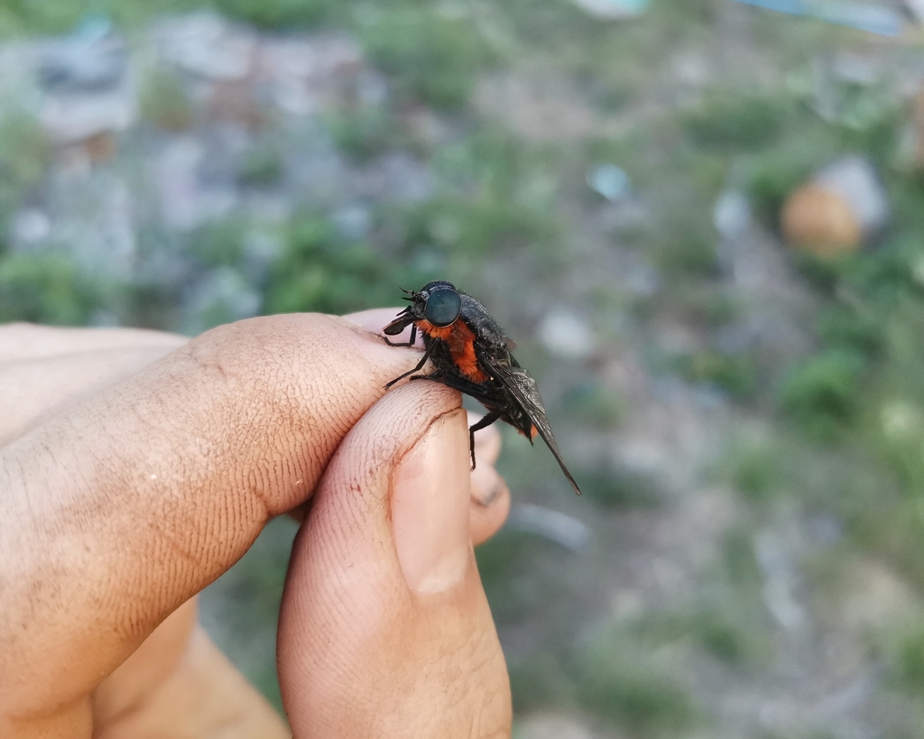 Osca lata from Panguipulli, Los Ríos, Chile on December 27, 2021 by ...