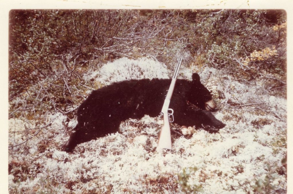 American Black Bear from Nord-du-Québec, QC, Canada on August 24, 1969 ...