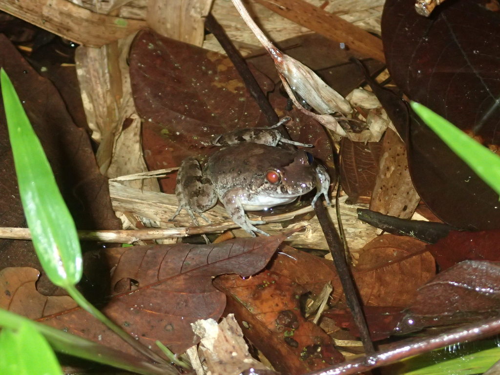 Smooth-skinned Ditch Frog from Couva-Tabaquite-Talparo Regional ...