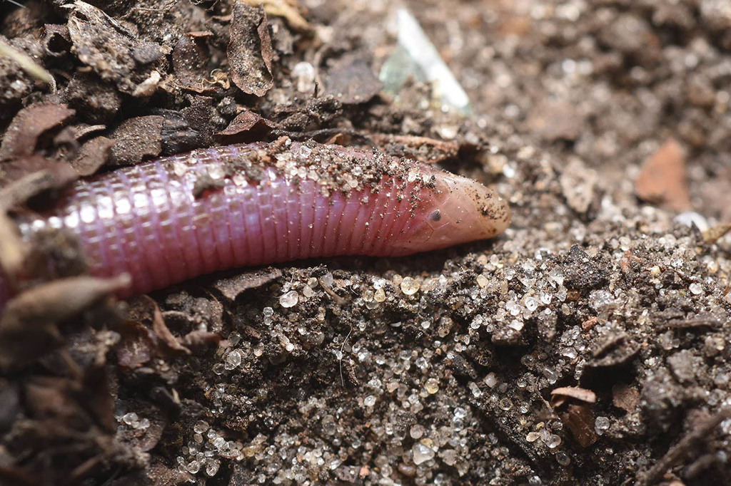 Amphisbaenians (Amphisbaenia) - Snakes and Lizards