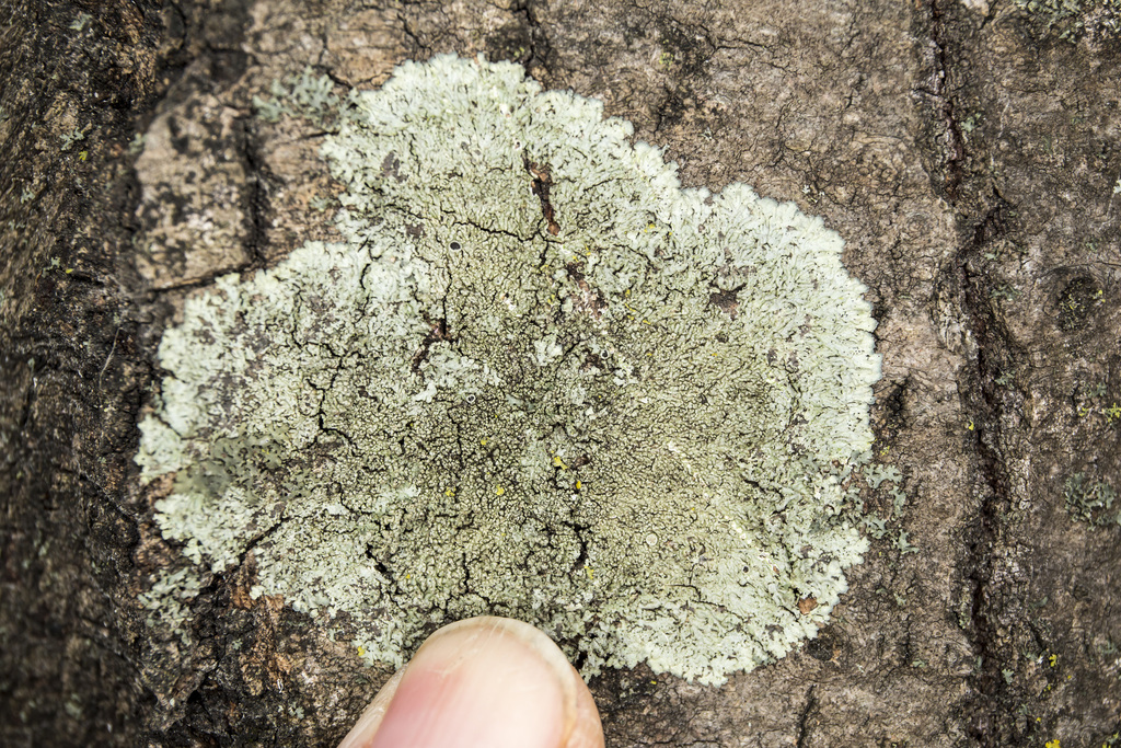 Smooth Shadow-crust Lichen from Dakota, Minnesota, United States on ...