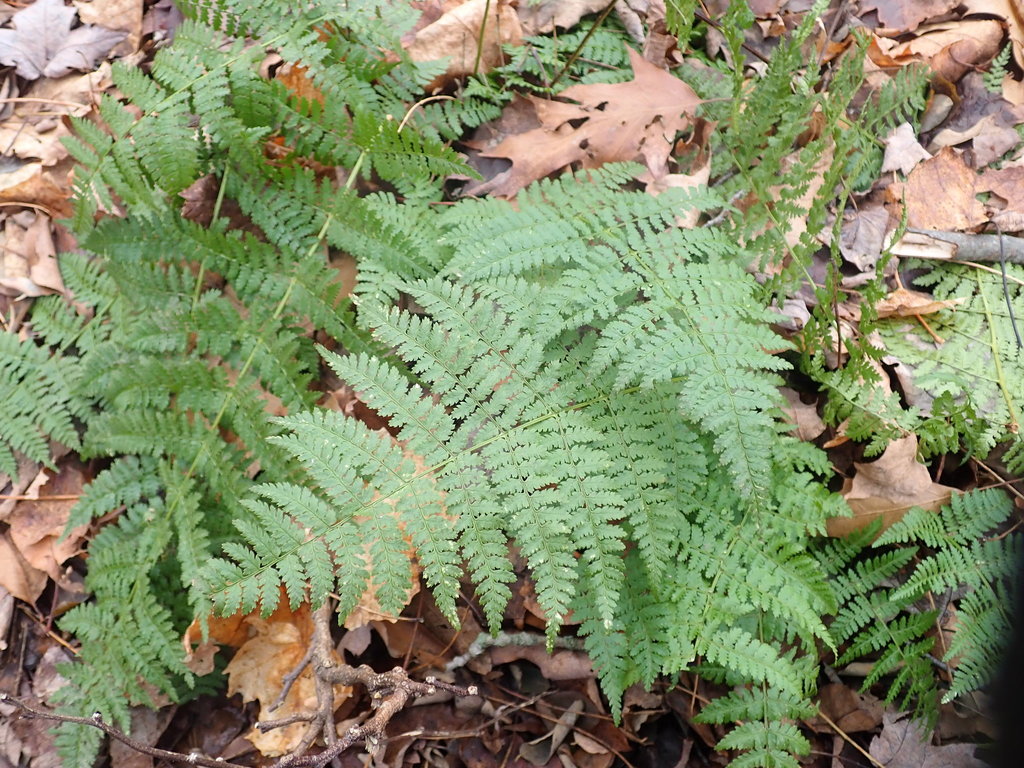intermediate wood fern from Erie County, PA, USA on December 26, 2021 ...
