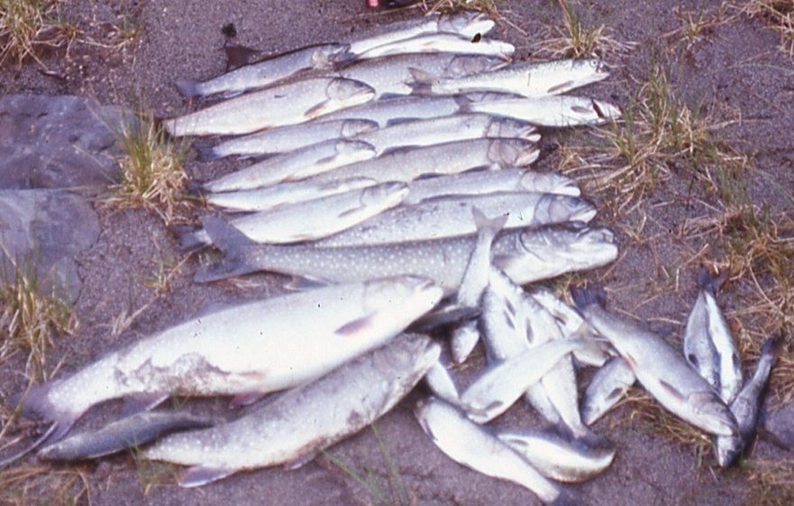 Lake Trout from Nord-du-Québec, QC, Canada on August 23, 1969 by Al ...