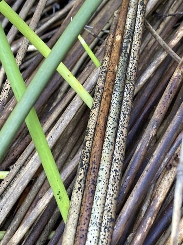 Arthrinium sporophleum · iNaturalist