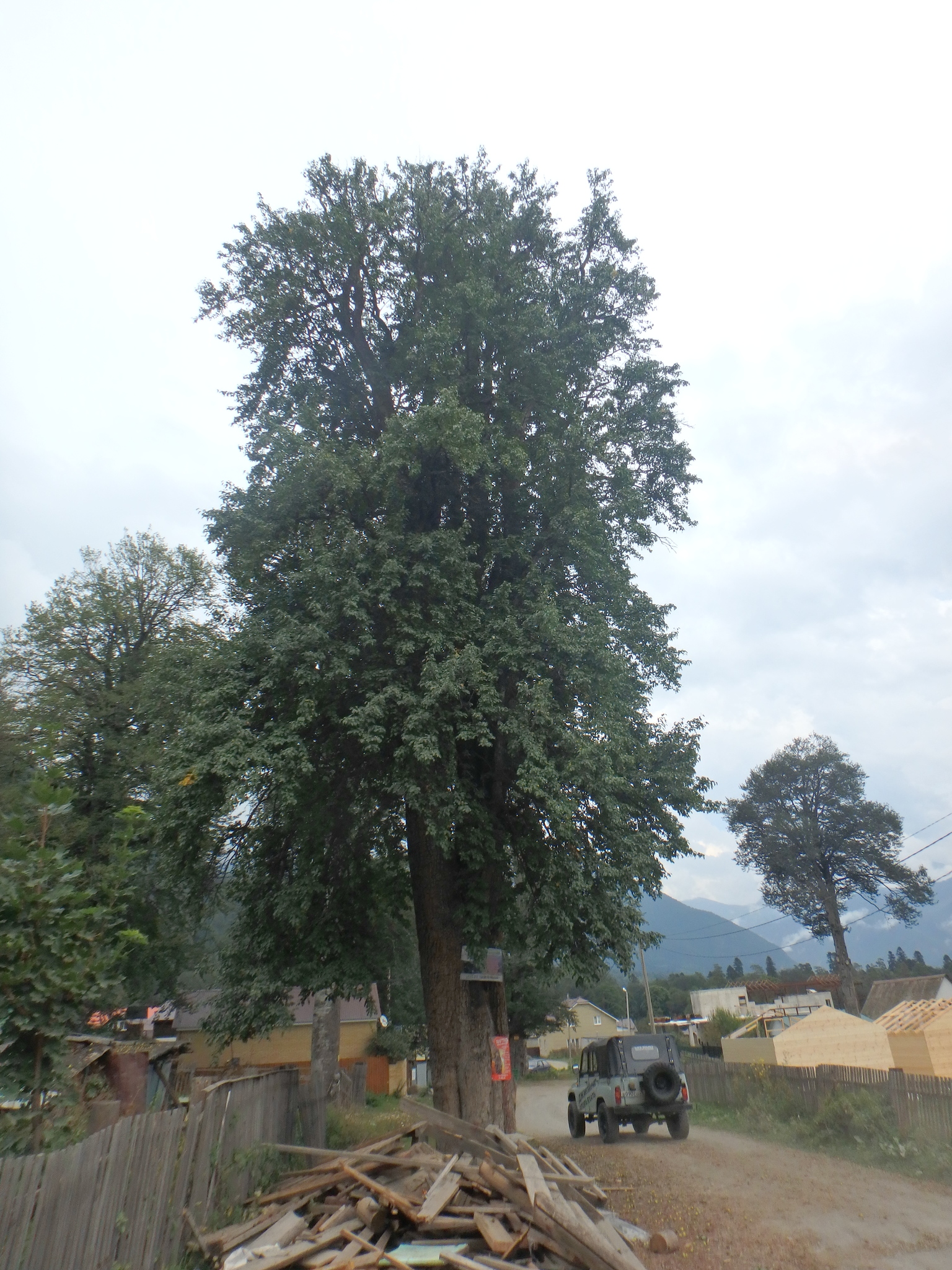 Pyrus communis subsp. caucasica (Fed.) Browicz