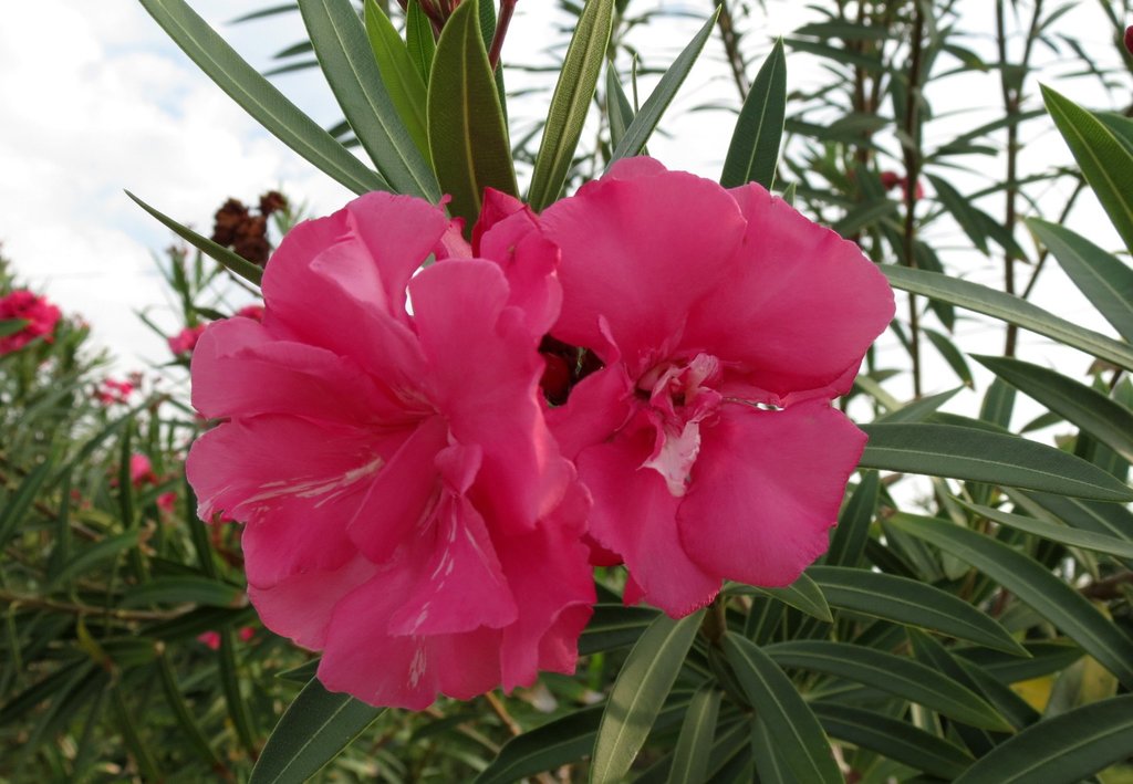 oleander from Sierra Maestra, Cuba on March 30, 2016 at 07:28 AM by ...