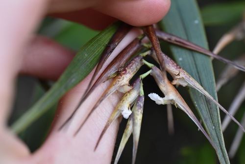 Elleanthus lancifolius · iNaturalist Mexico