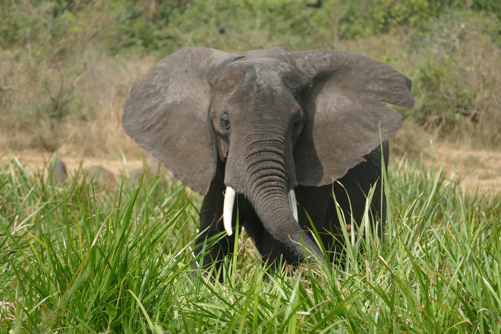 Savannah Elephant in January 2016 by rbartgis. Murchison Falls National ...