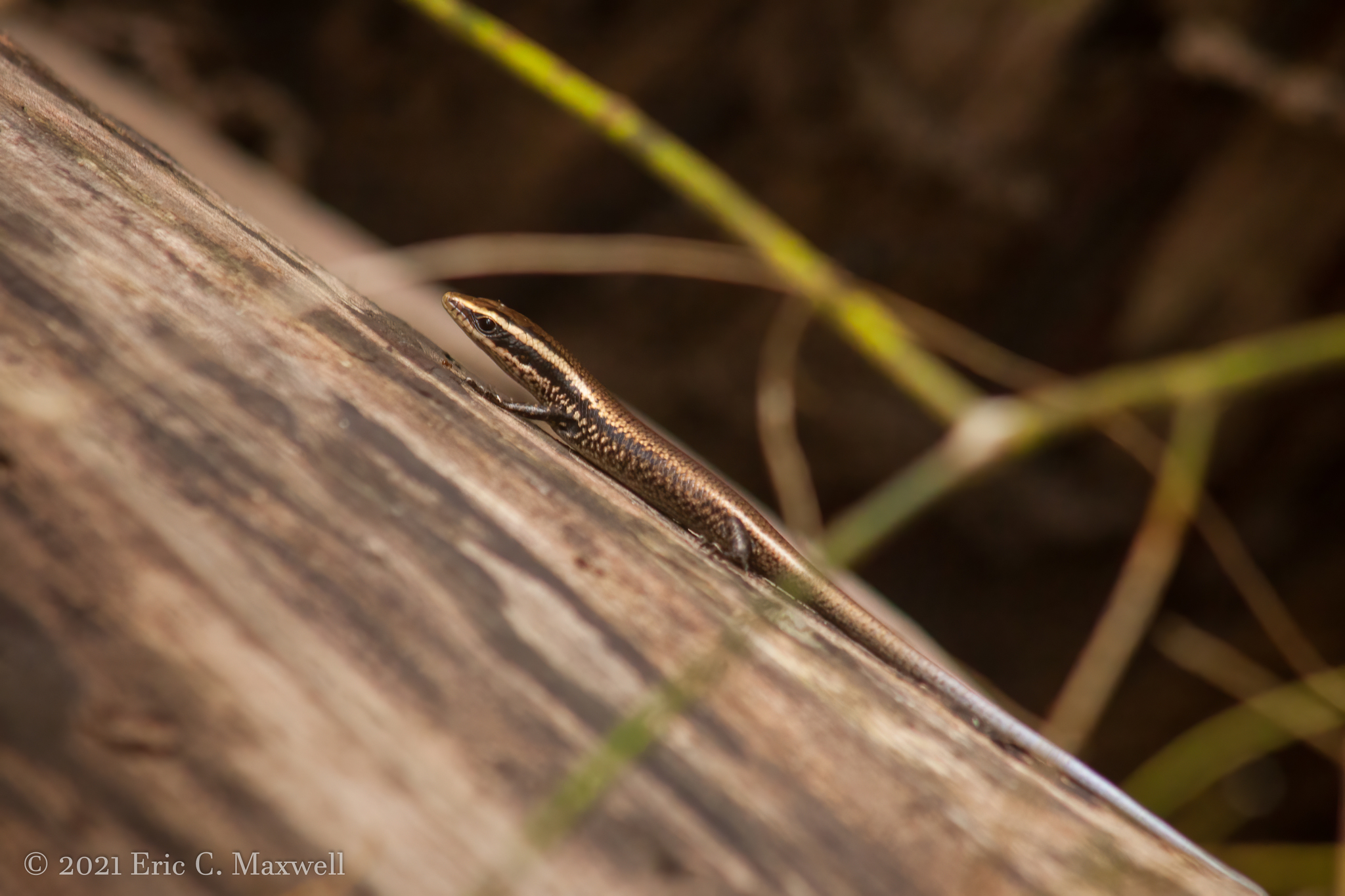 Spondylurus Fitzinger, 1826