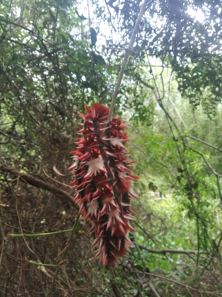Morpho epistrophus argentinus from Pereyra, Provincia de Buenos Aires ...