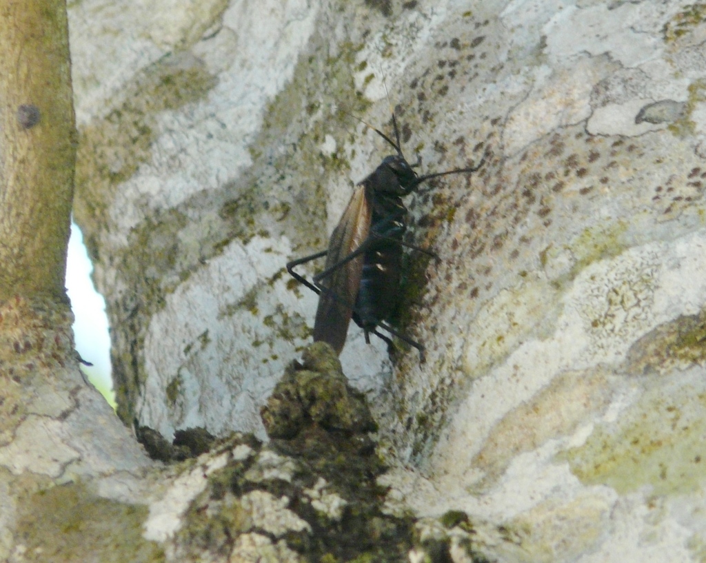 Scaphura from Candelaria, Misiones, Argentina on December 26, 2021 at ...