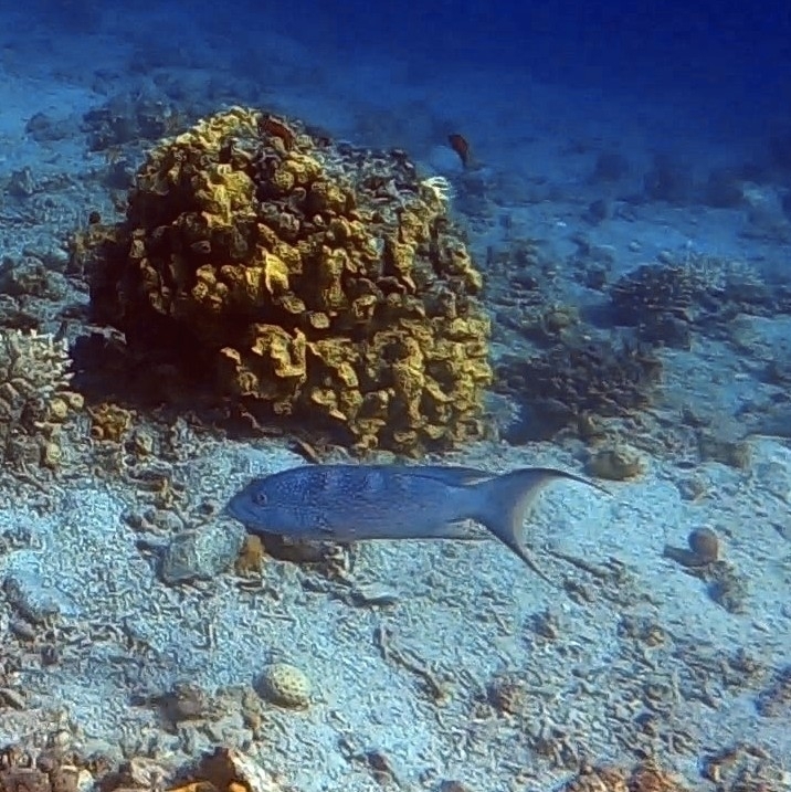 Yellow-edged Lyretail from אוניברסיטה אתר צלילה on December 19, 2021 by ...