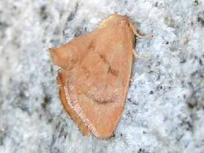 Red-crossed Button Slug Moth from Ward Pound Ridge, Westchester County ...