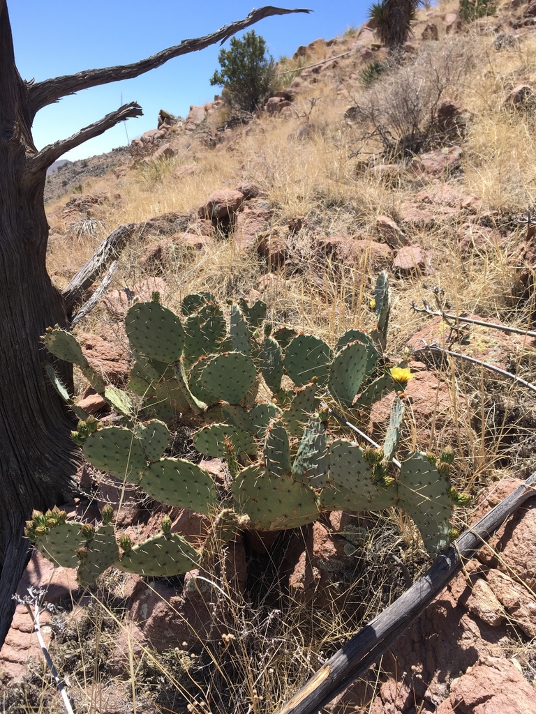 Engelmann's Pricklypear from Hidalgo County, US-NM, US on May 3, 2018 ...