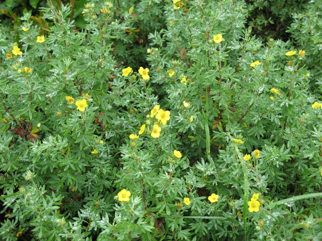 shrubby cinquefoil (Native Trees and Shrubs of Golden Gate Canyon State ...