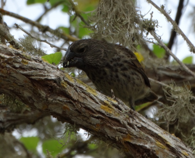 Large Tree-Finch in February 2015 by Edson Guilherme · iNaturalist