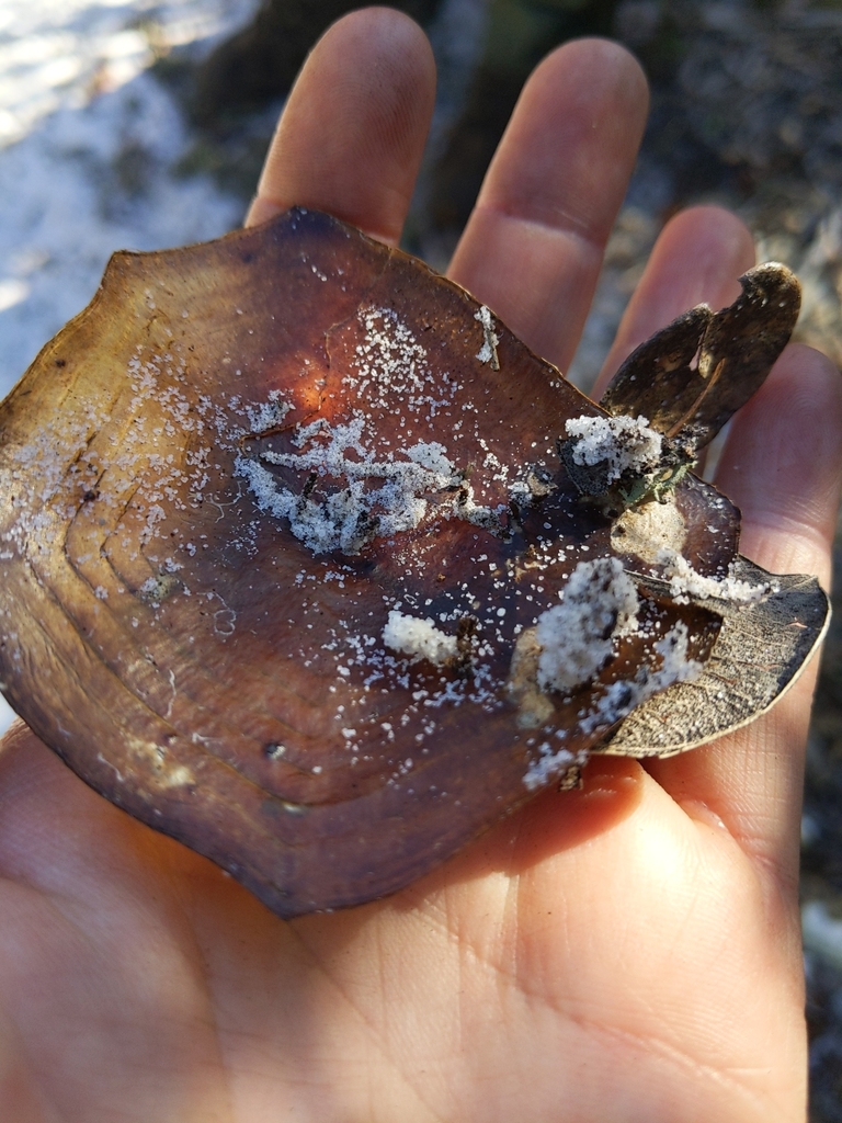 Gopher Tortoise Shell Moth from Highlands County, Lake Wales Ridge ...
