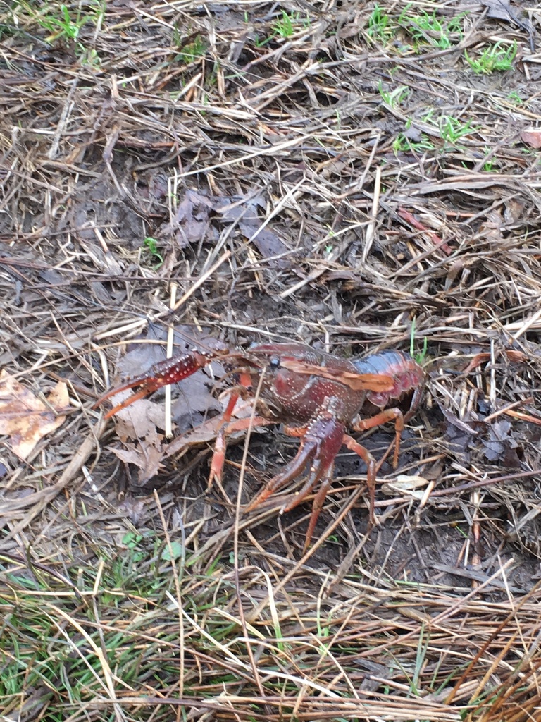 White River Crayfish from John Heinz National Wildlife Refuge at ...