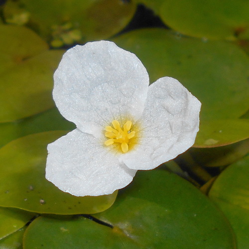 Frogbit Flower