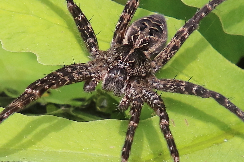 Striped Fishing Spider (Emerald Coast Spiders) · iNaturalist