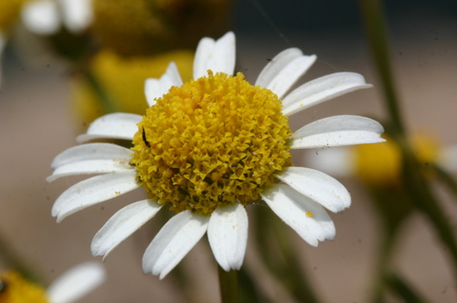 Subspecies Anthemis maritima bolosii · iNaturalist