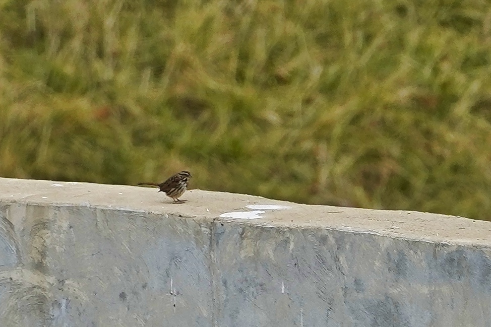 Song Sparrow from Mountain Run Lake Park, Culpeper County, VA, USA on ...