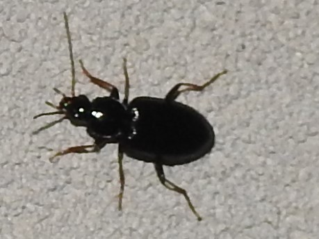 Agonum punctiforme from Crestwood, Fort Worth, TX 76107, USA on April ...