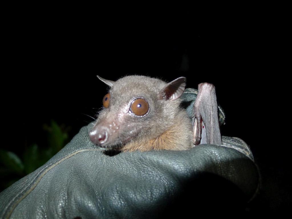 Angolan Soft-furred Fruit Bat from Koinadugu, Sierra Leone on April 07 ...