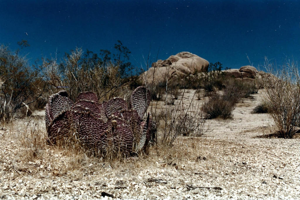 beavertail cactus from Riverside County, CA, USA on April 30, 1996 at ...