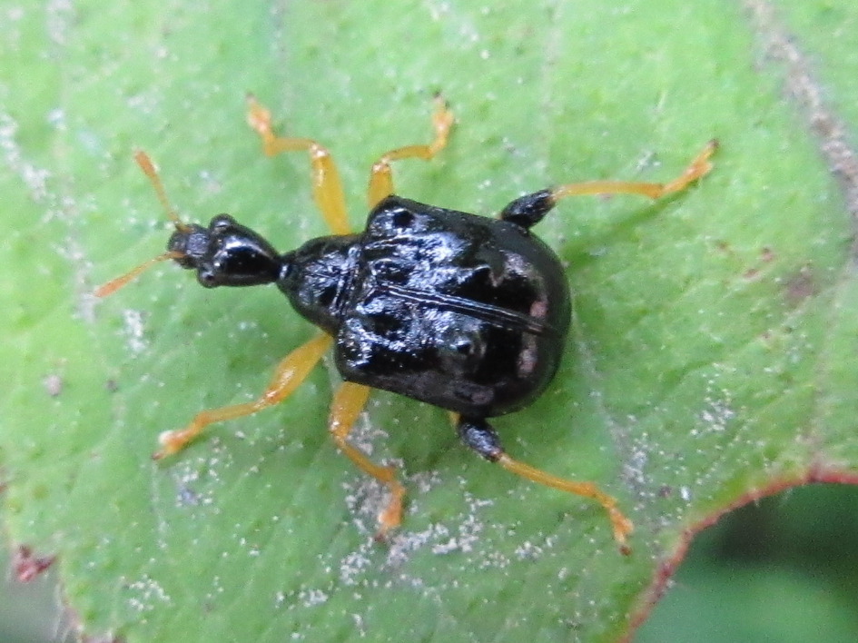 Phymatapoderus from 갈재 on June 28, 2015 by onidiras-iNaturalist. UNKON ...
