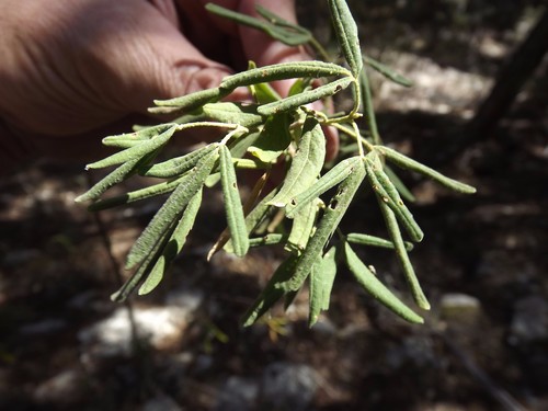Zieria verrucosa · iNaturalist