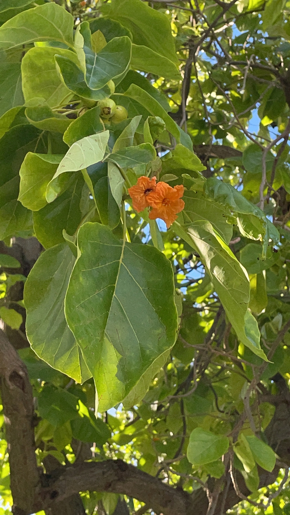 Kerosene Tree from Lahaina on December 27, 2021 at 03:36 PM by ...