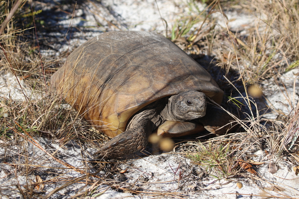 Gopher Tortoise in December 2021 by Henggang Cui · iNaturalist
