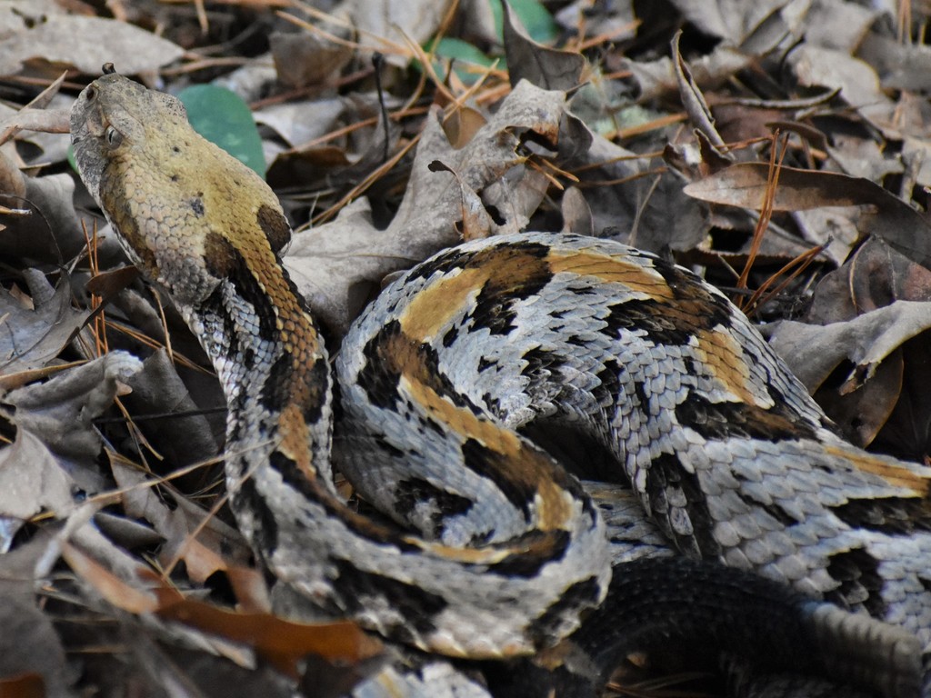 Timber Rattlesnake from Colleton County, SC, USA on December 26, 2021 ...
