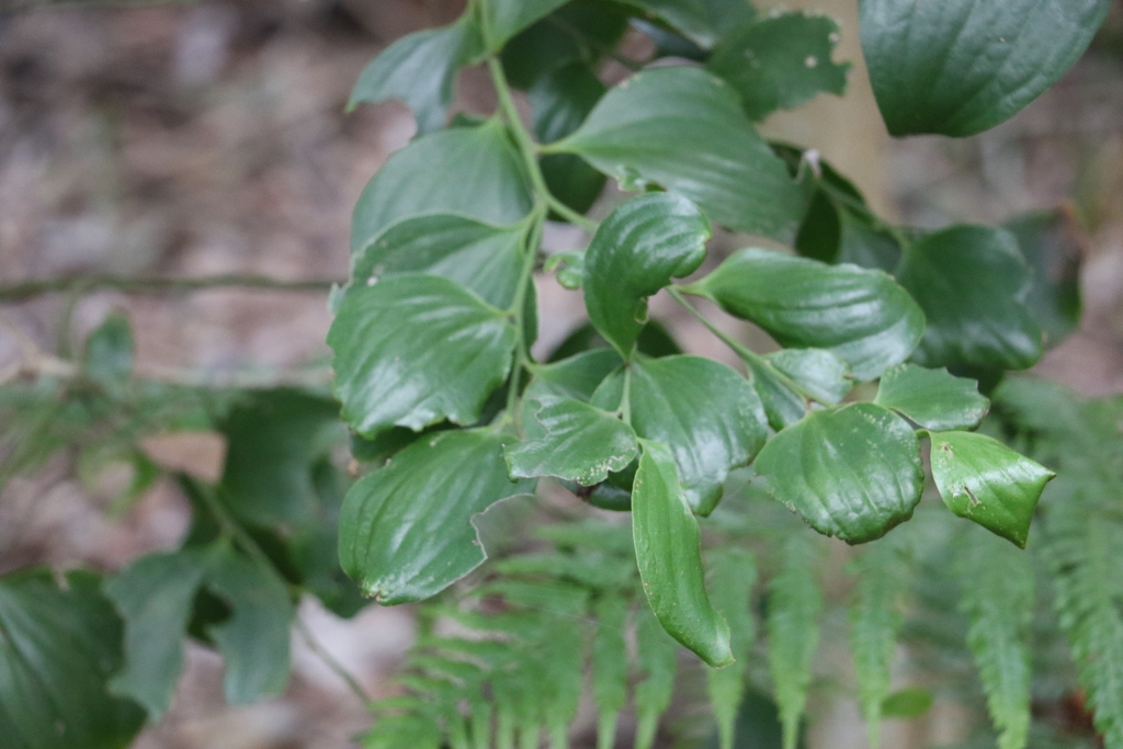 Broad Leaved Native Cherry from Caloundra - Kawana, Queensland ...