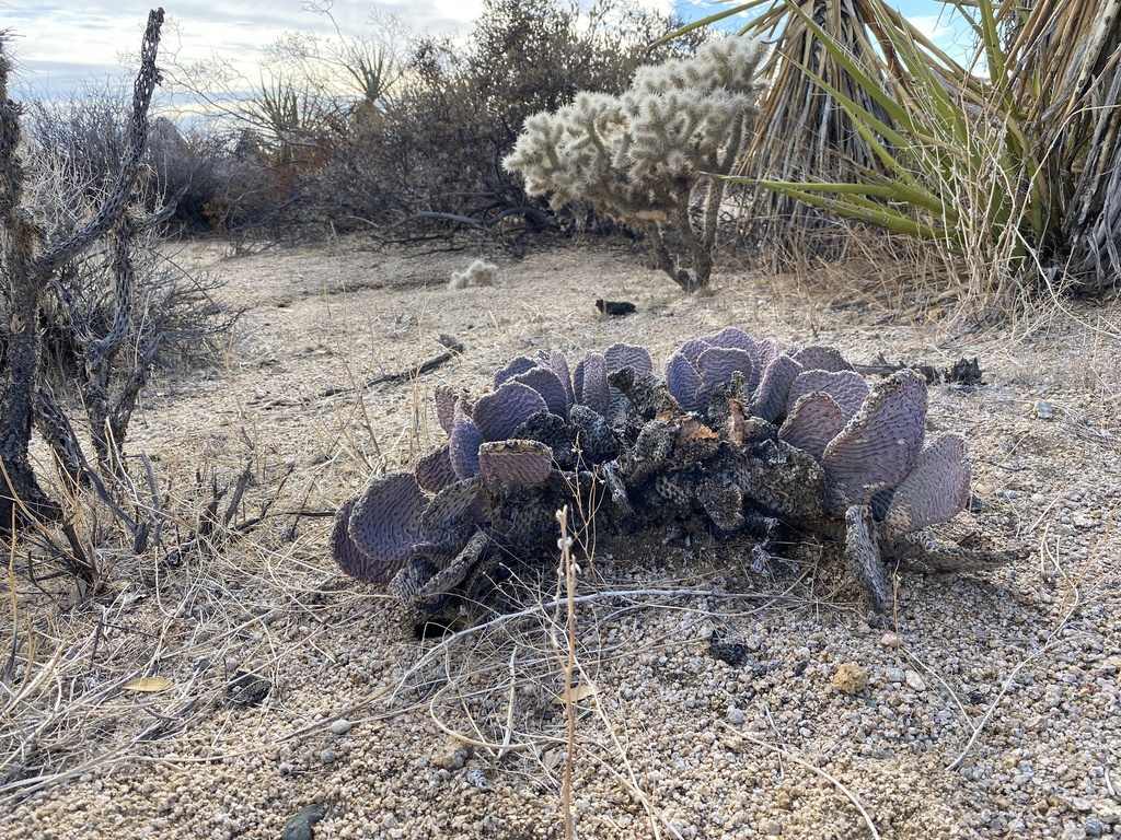 Beavertail Pricklypear from Joshua Tree National Park, Riverside County, US-CA, US on December ...